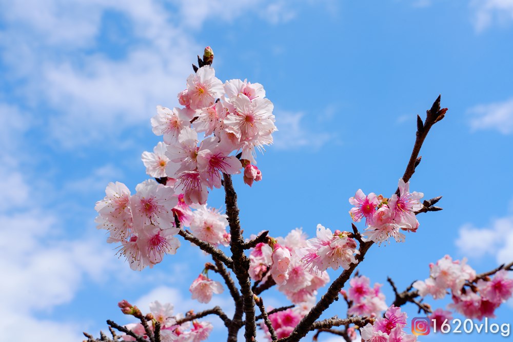 okinawa-Mount-Yaedake-and-Sakura-no-MoriPark-19 | 1620夫妻生活