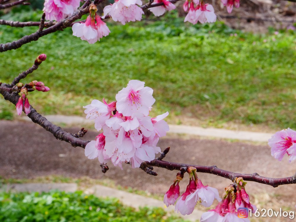 okinawa-Mount-Yaedake-and-Sakura-no-MoriPark-37 | 1620夫妻生活